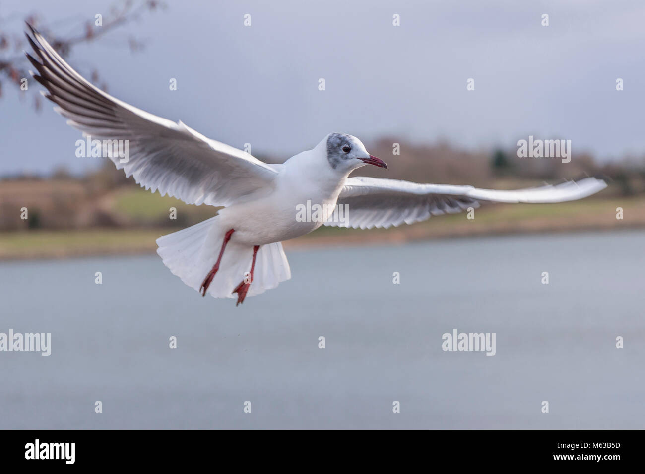 Black-headed Gull. Larus ridibundus (Laridae) in flight Stock Photo - Alamy