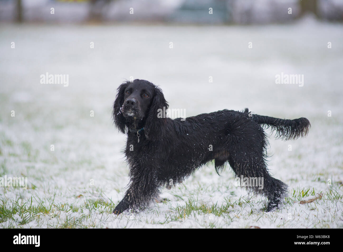 A Cocker Spaniel in the snow Stock Photo - Alamy