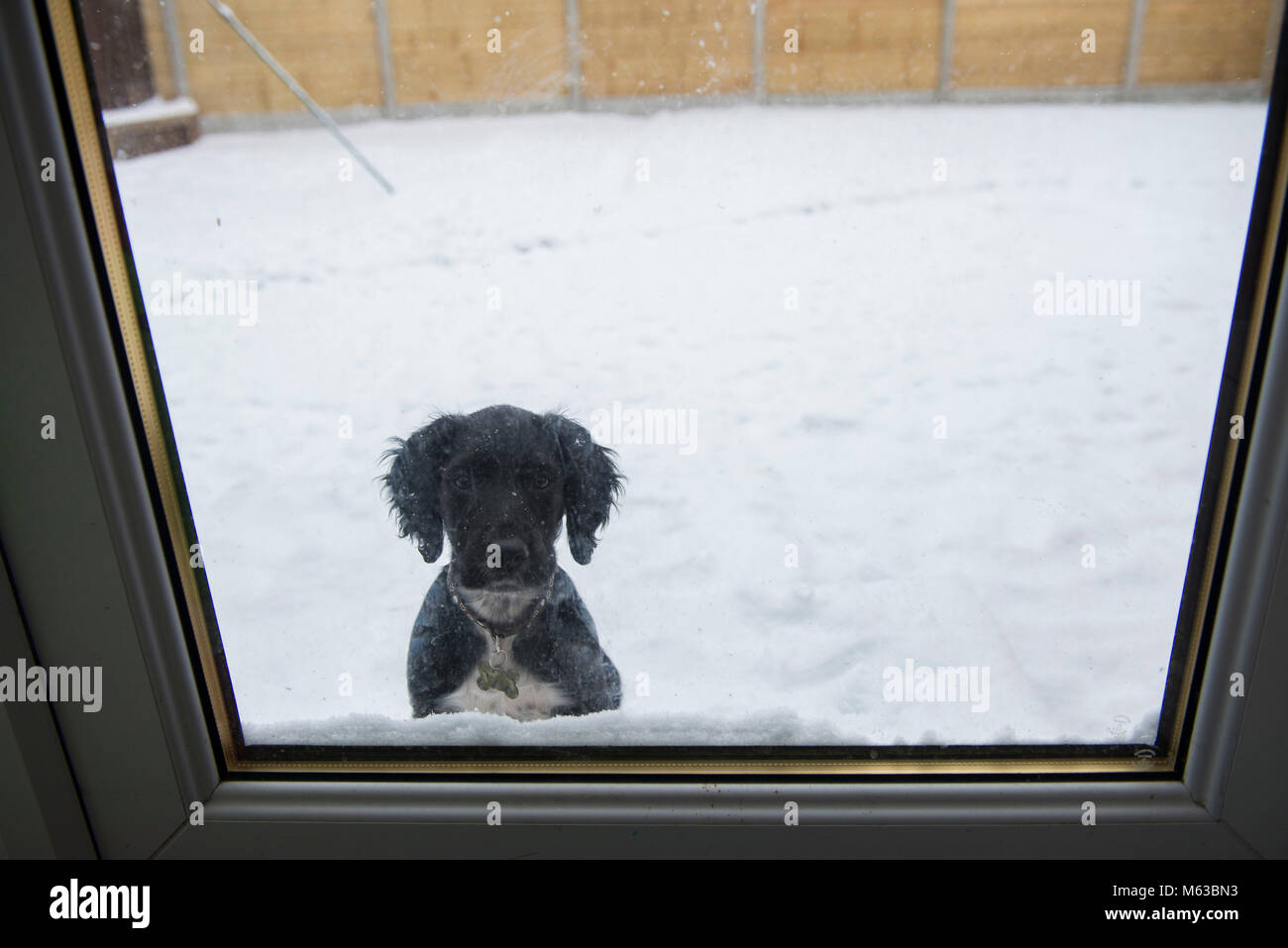 How Do I Get My Puppy To Come Inside