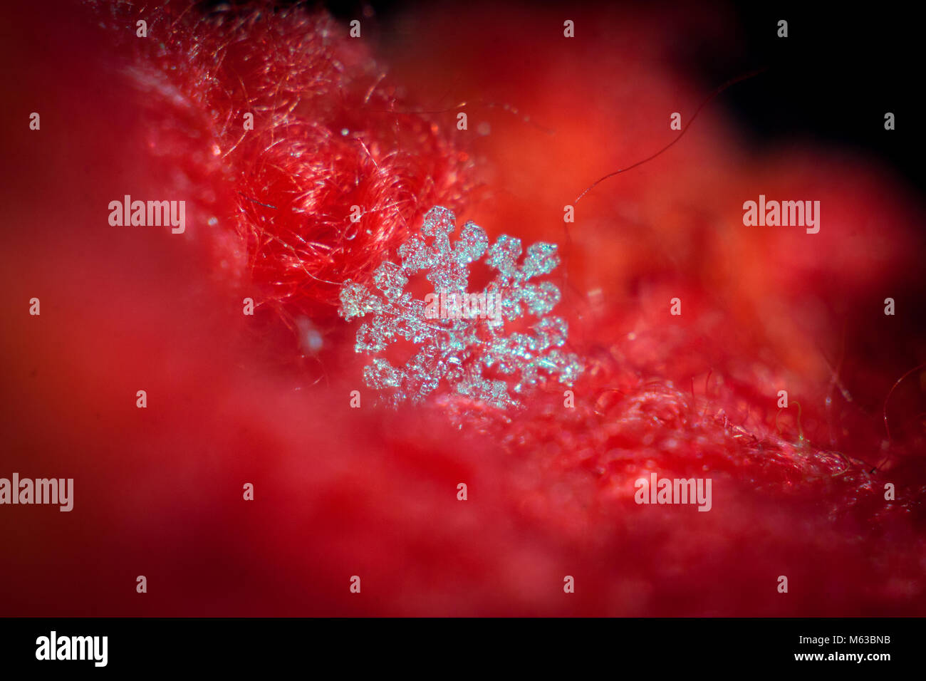 beautiful unique snowflake of frozen snow Stock Photo - Alamy