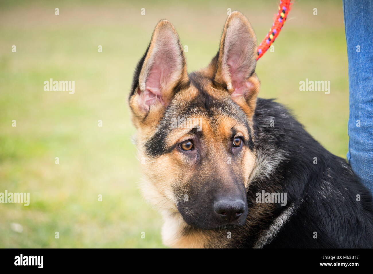 German shepherd guide dog hi-res stock photography and images - Alamy