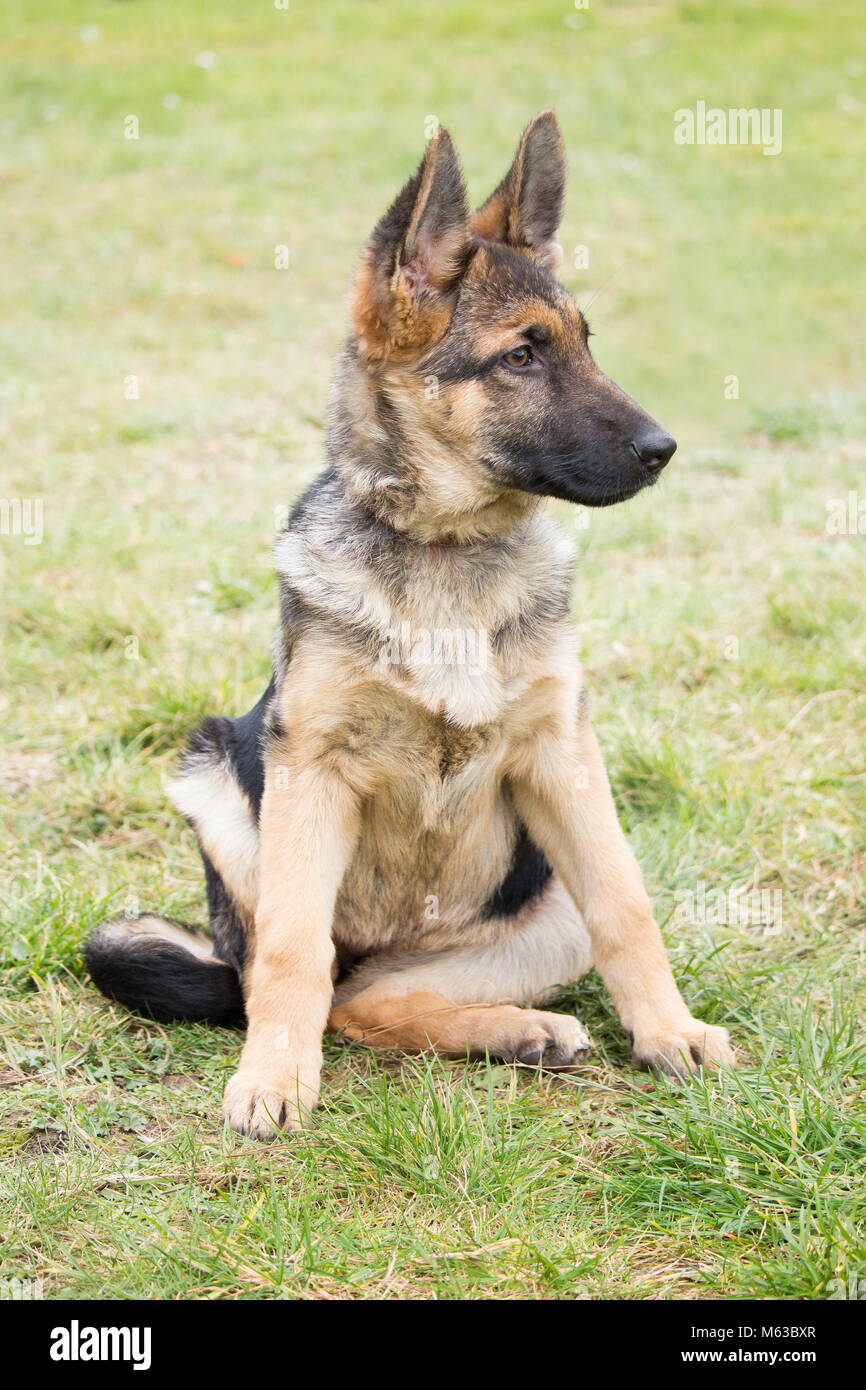 German shepherd guide dog hi-res stock photography and images - Alamy