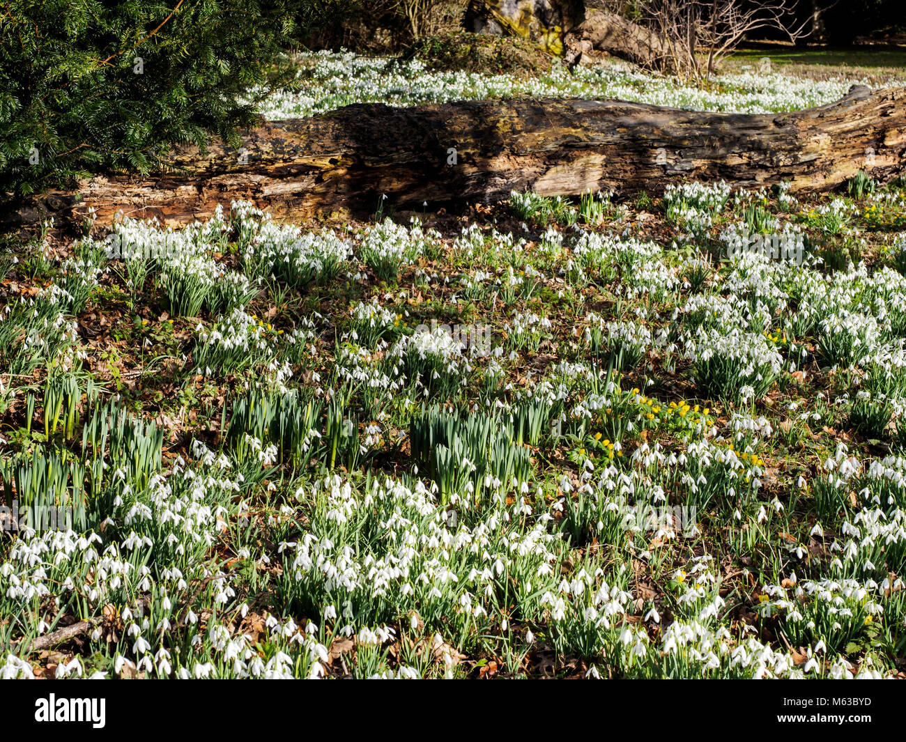 A swathe of Snowdrops (Galanthus Nivalis) growing in a woodland garden ...