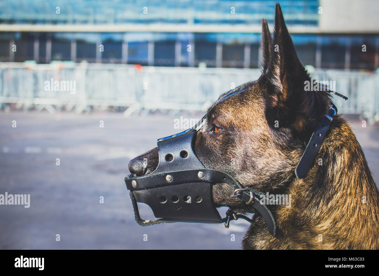 Belgian malinois military working dog hi-res stock photography and ...