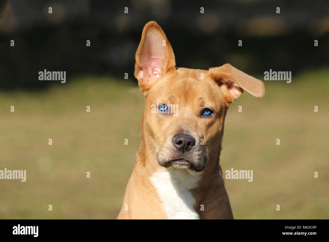 a light brown dog with an attentive and playful look of a beautiful ...
