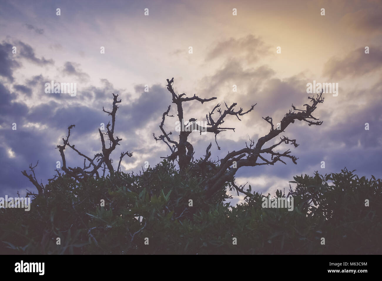 Gloomy surreal landscape with the silhouette of a gnarled tree twigs on ...