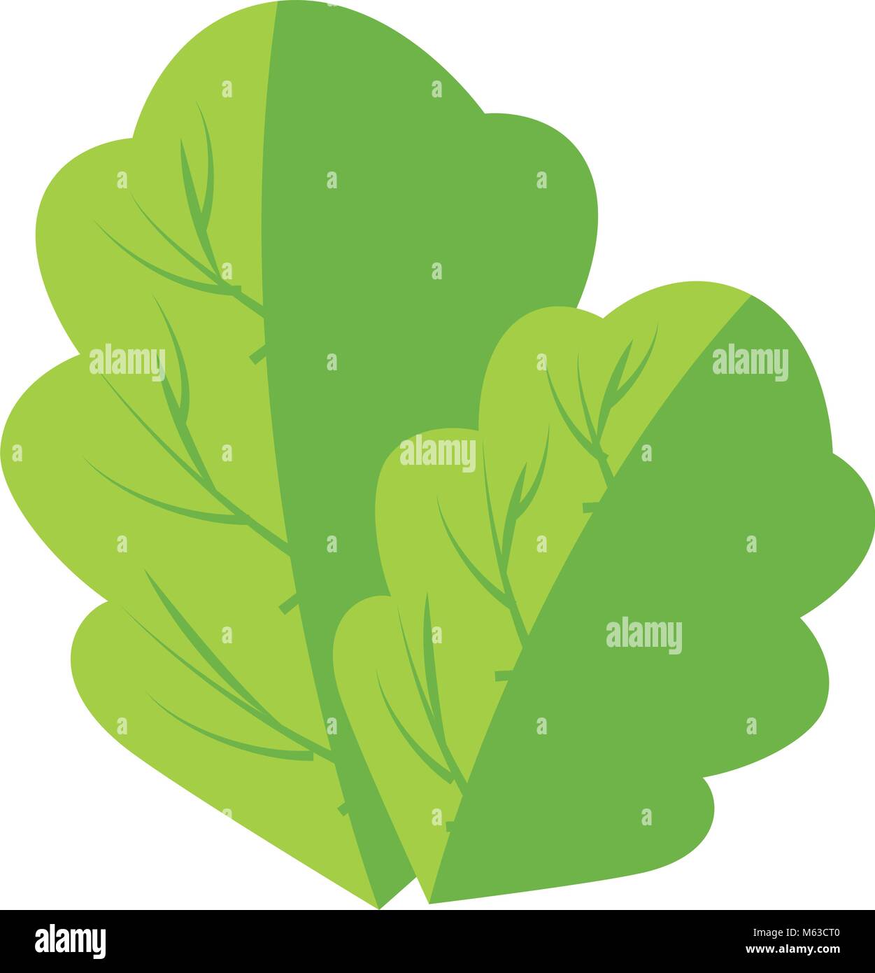 lettuce leaf icon over white background vector illustration Stock ...