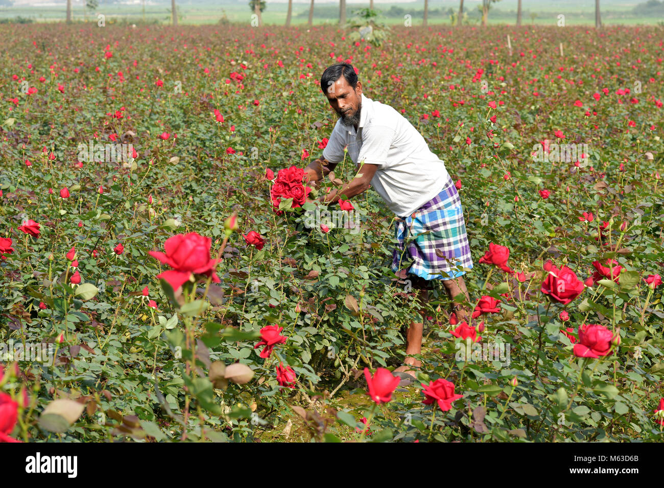 DHAKA, BANGLADESH - FEBRUARY 07, 2017: Bangladeshi farmer collects rose ...