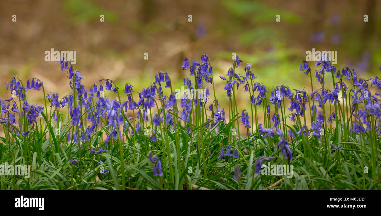 Bluebells growing in open woodland Stock Photo - Alamy