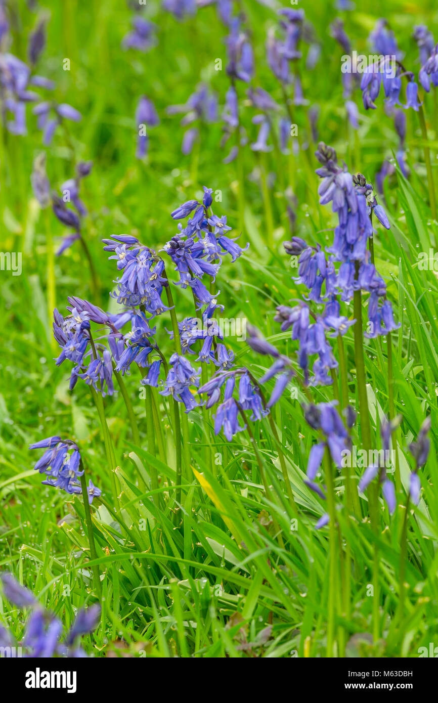 Bluebells growing in open woodland Stock Photo - Alamy