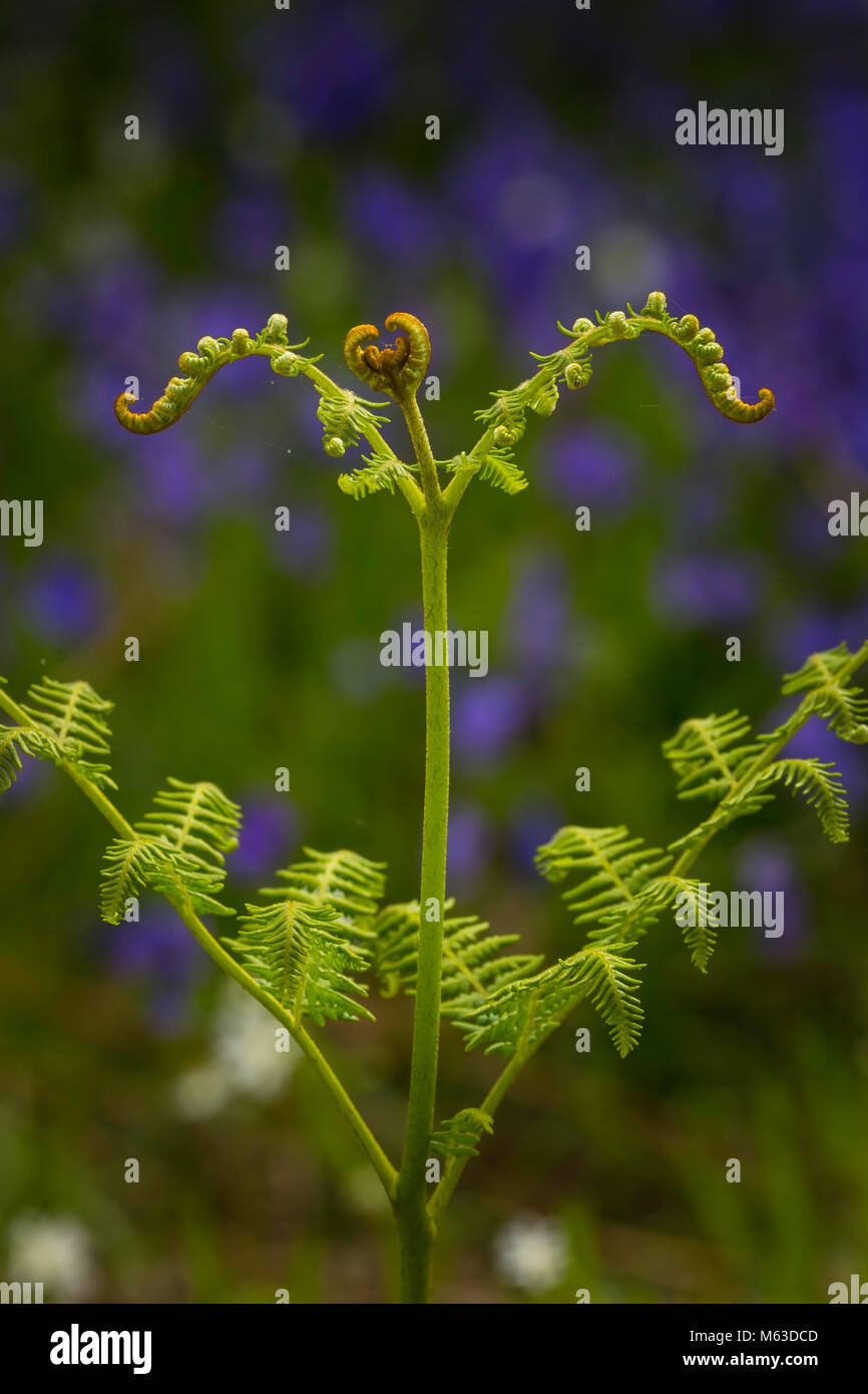 Bracken ferns hi-res stock photography and images - Alamy