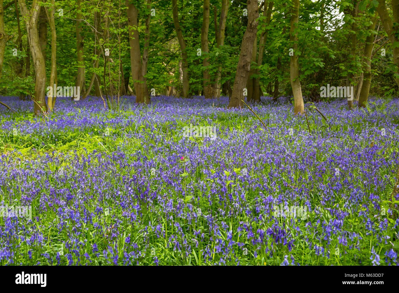 Bluebells growing in open woodland Stock Photo - Alamy