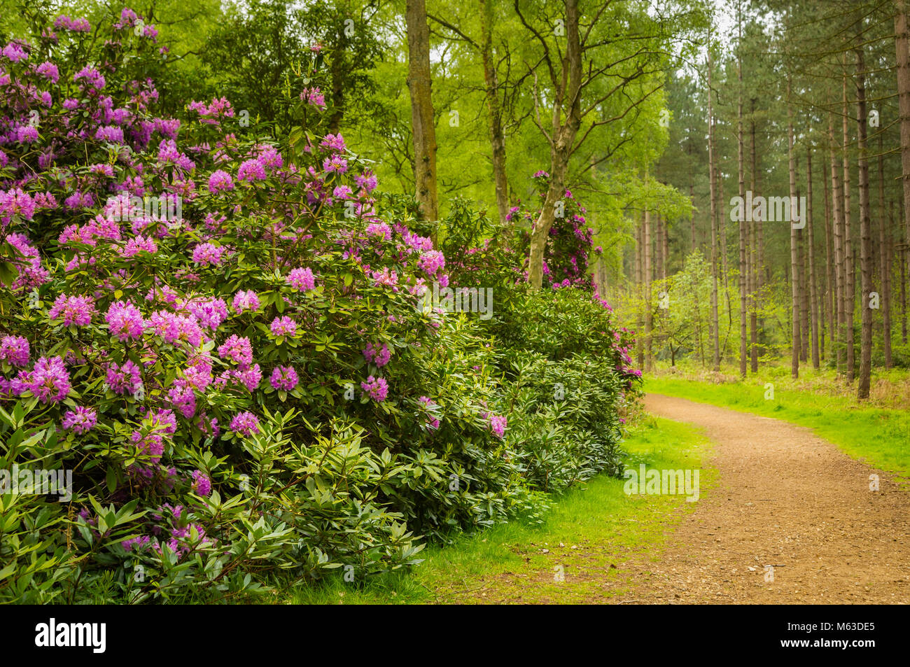 Sandringham norfolk woods hi-res stock photography and images - Alamy