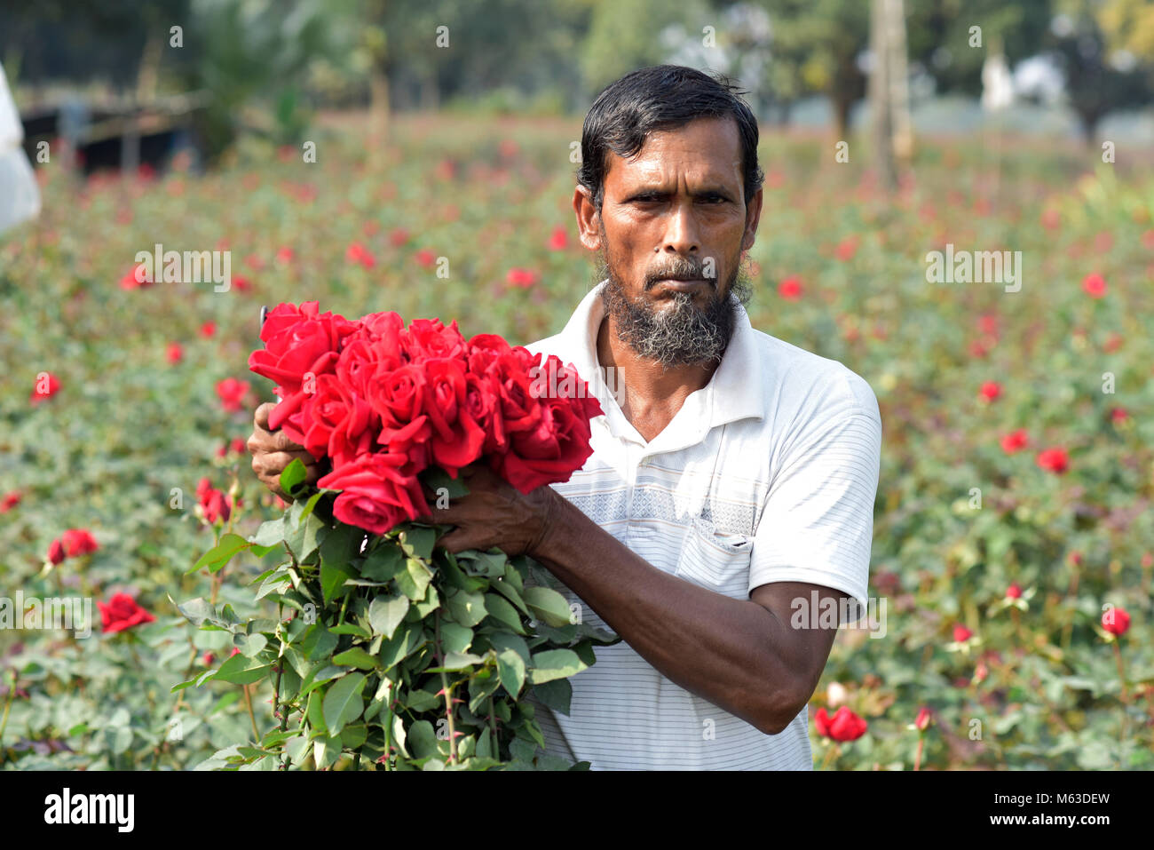 DHAKA, BANGLADESH - FEBRUARY 07, 2017: Bangladeshi farmer collects rose ...