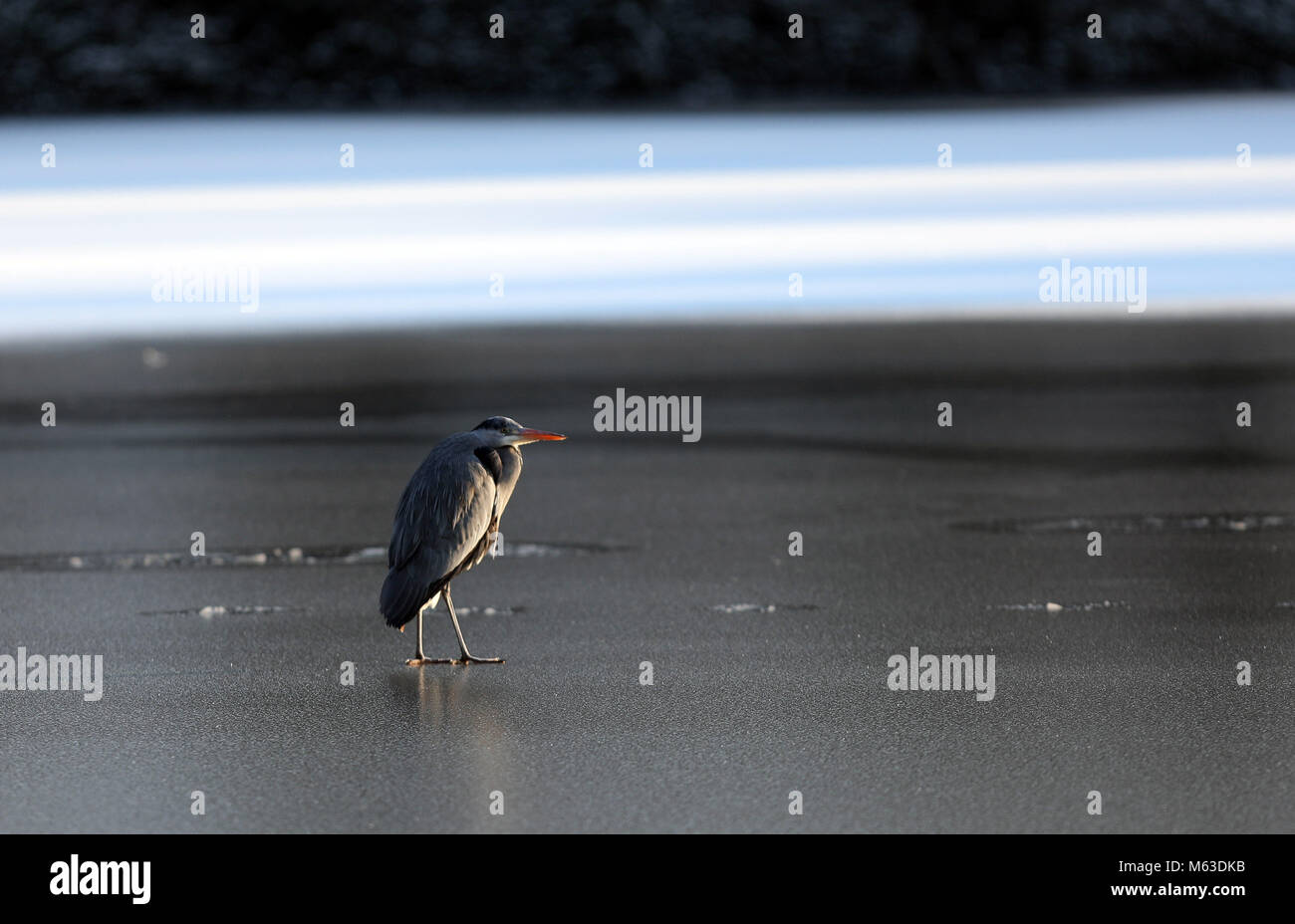 Hampstead Heath bird picture by Gavin Rodgers/ Pixel8000 Stock Photo ...