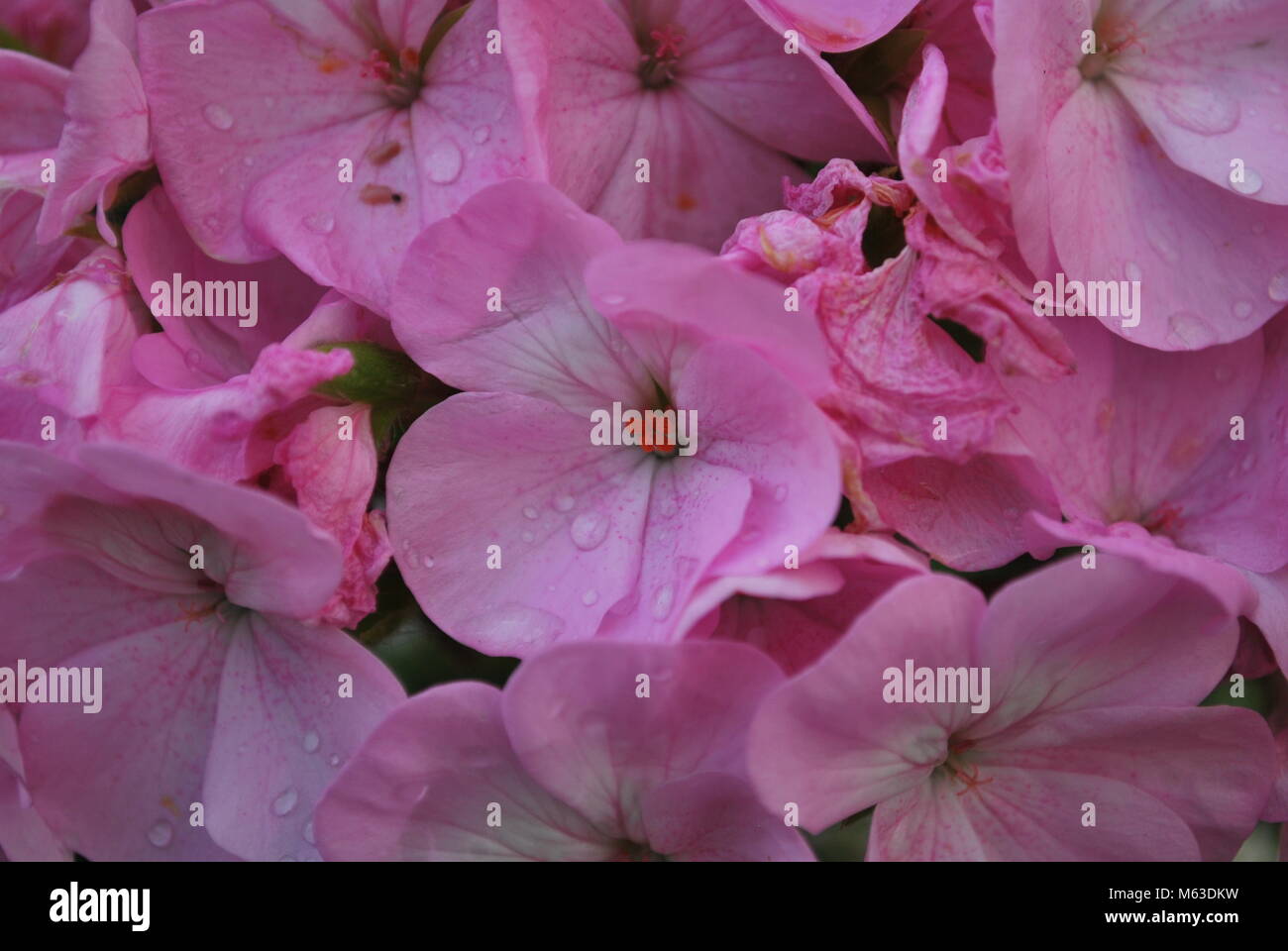 Cluster of pink flowers Stock Photo - Alamy