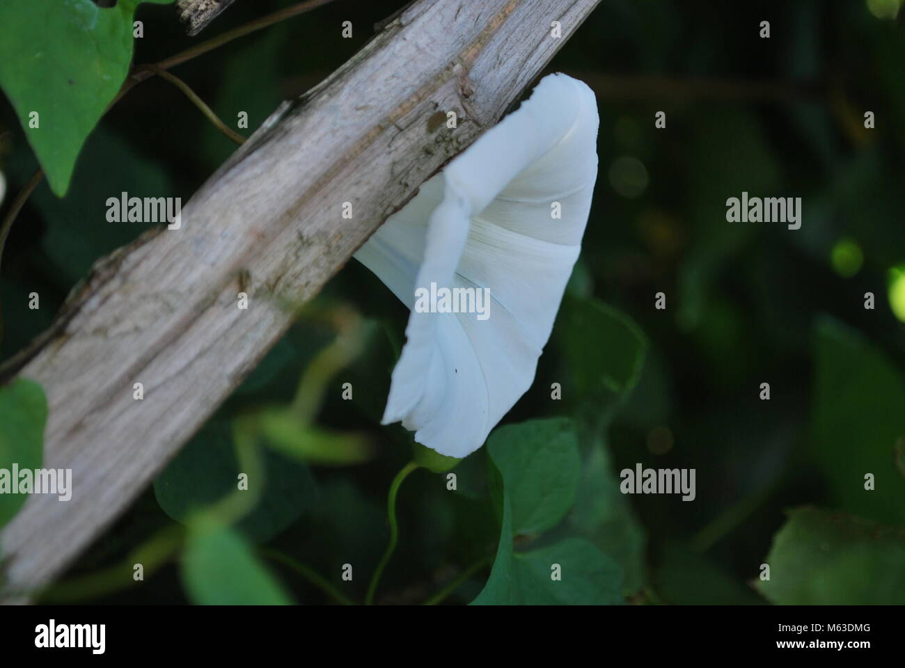 White flower hiding behind a branch Stock Photo - Alamy