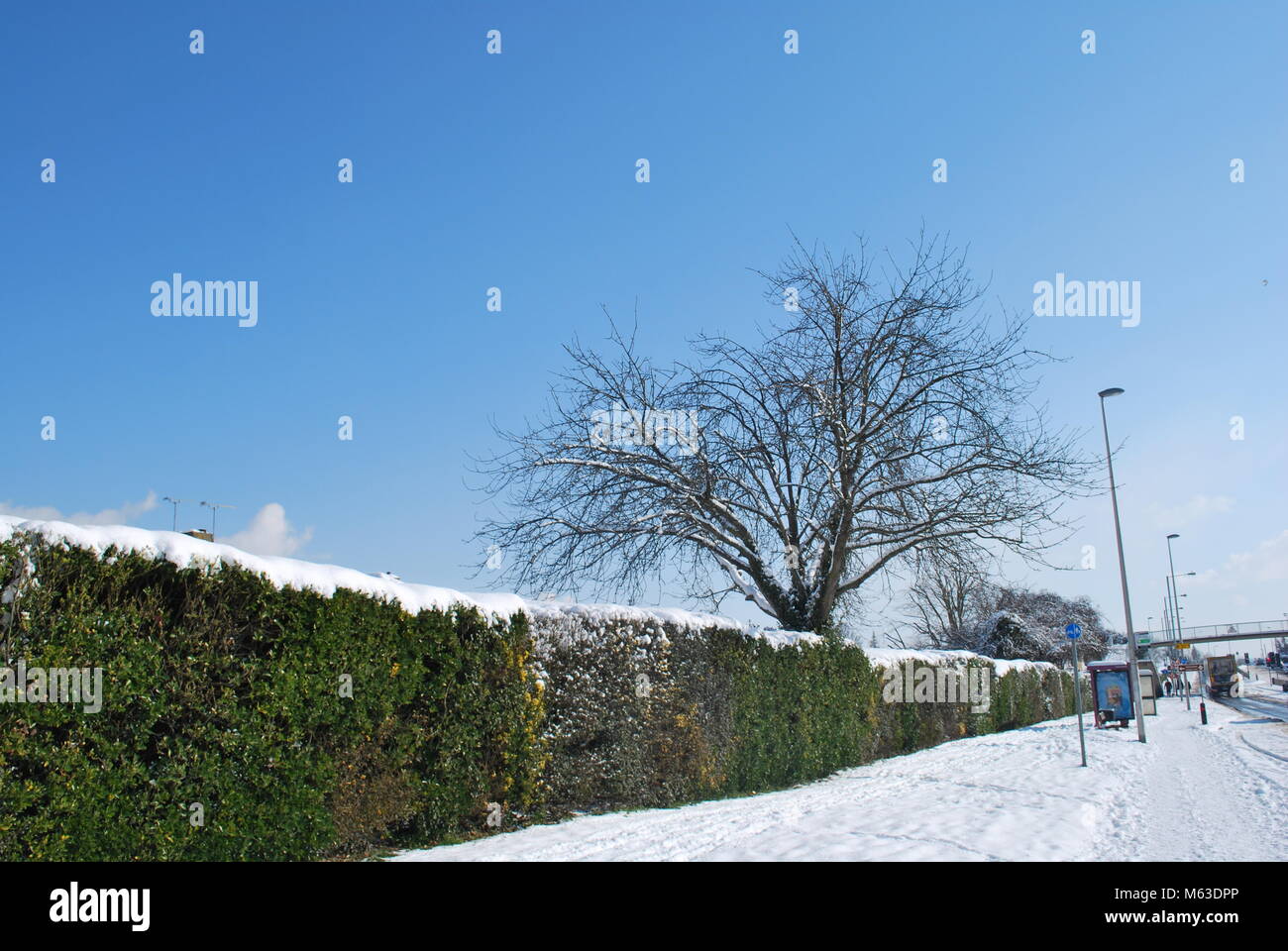 Hedges covered in snow hi-res stock photography and images - Alamy