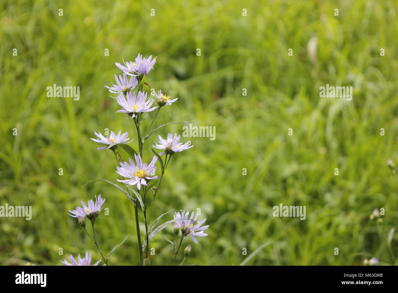 Asteroideae Flower plant Stock Photo - Alamy