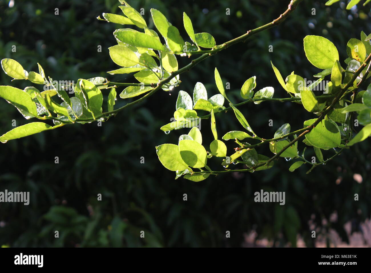 Lime tree seed hi-res stock photography and images - Alamy