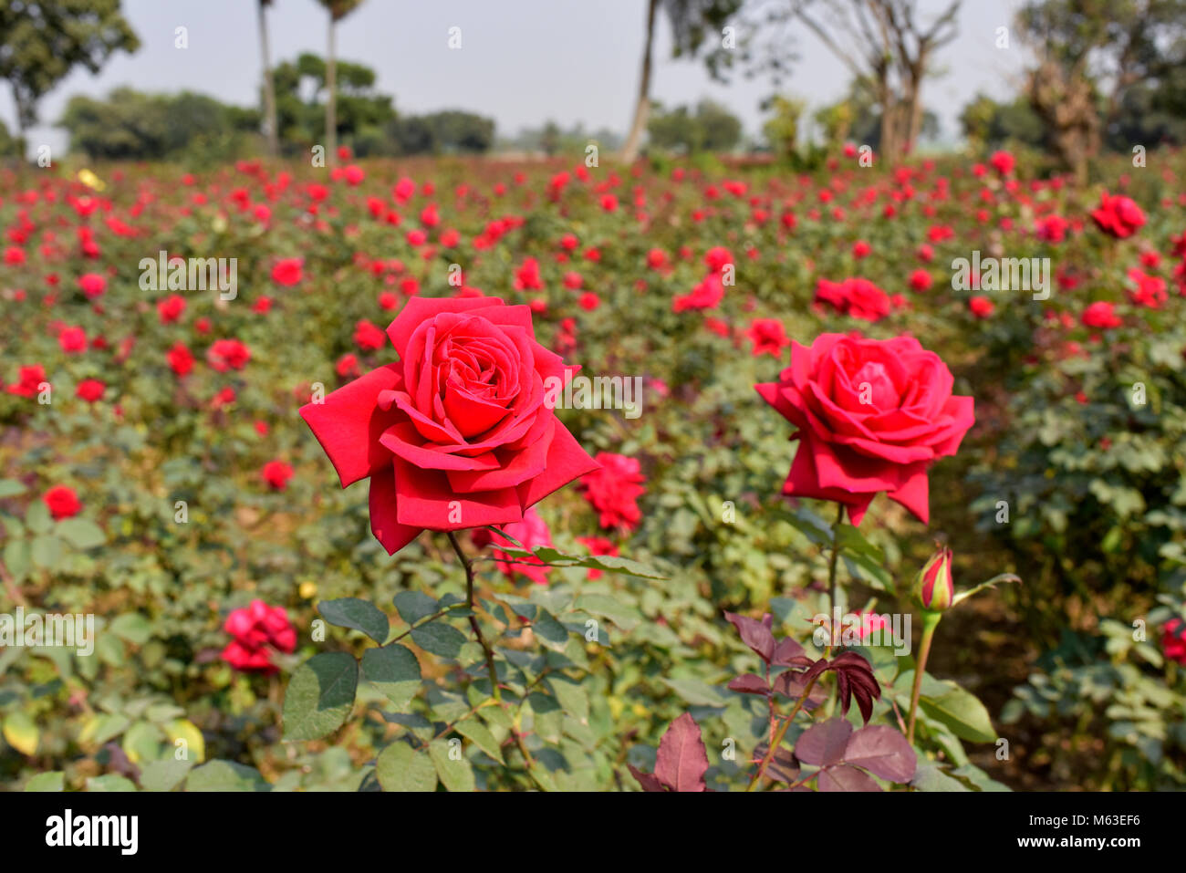 DHAKA, BANGLADESH - FEBRUARY 07, 2017: Rose flower Plantation harvest ...