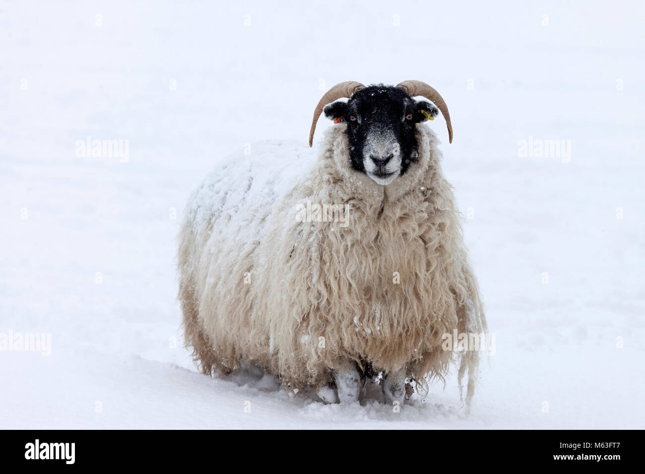 Tough weather conditions hi-res stock photography and images - Alamy