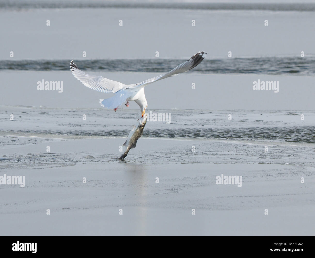 Alamy fish hi-res stock photography and images - Alamy