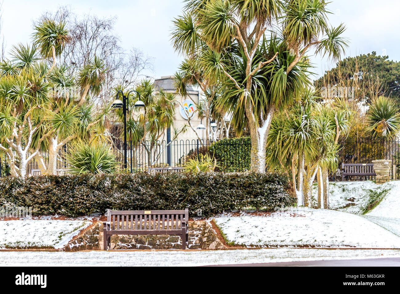Torbay palm hi-res stock photography and images - Alamy
