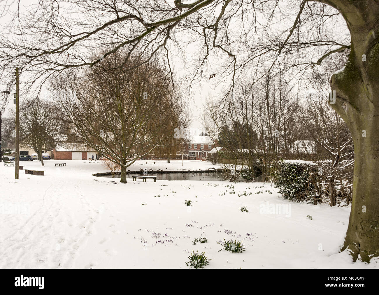Wigginton, York, UK. 28th Feb, 2018. The village pond in Wigginton ...