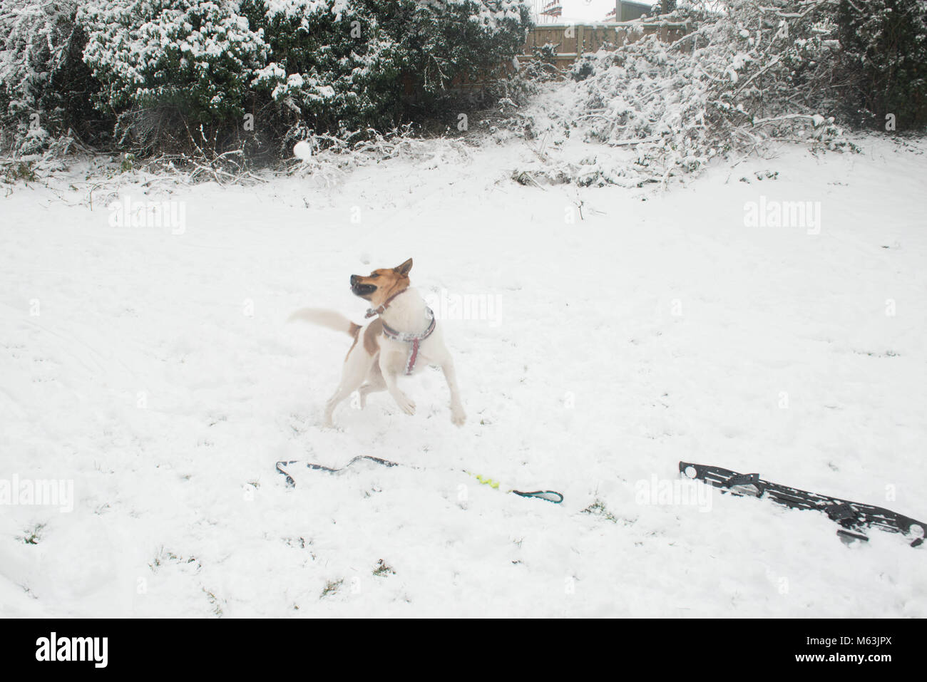 Braintree, Essex, United Kingdom. 28th February 2018. Freezing weather ...