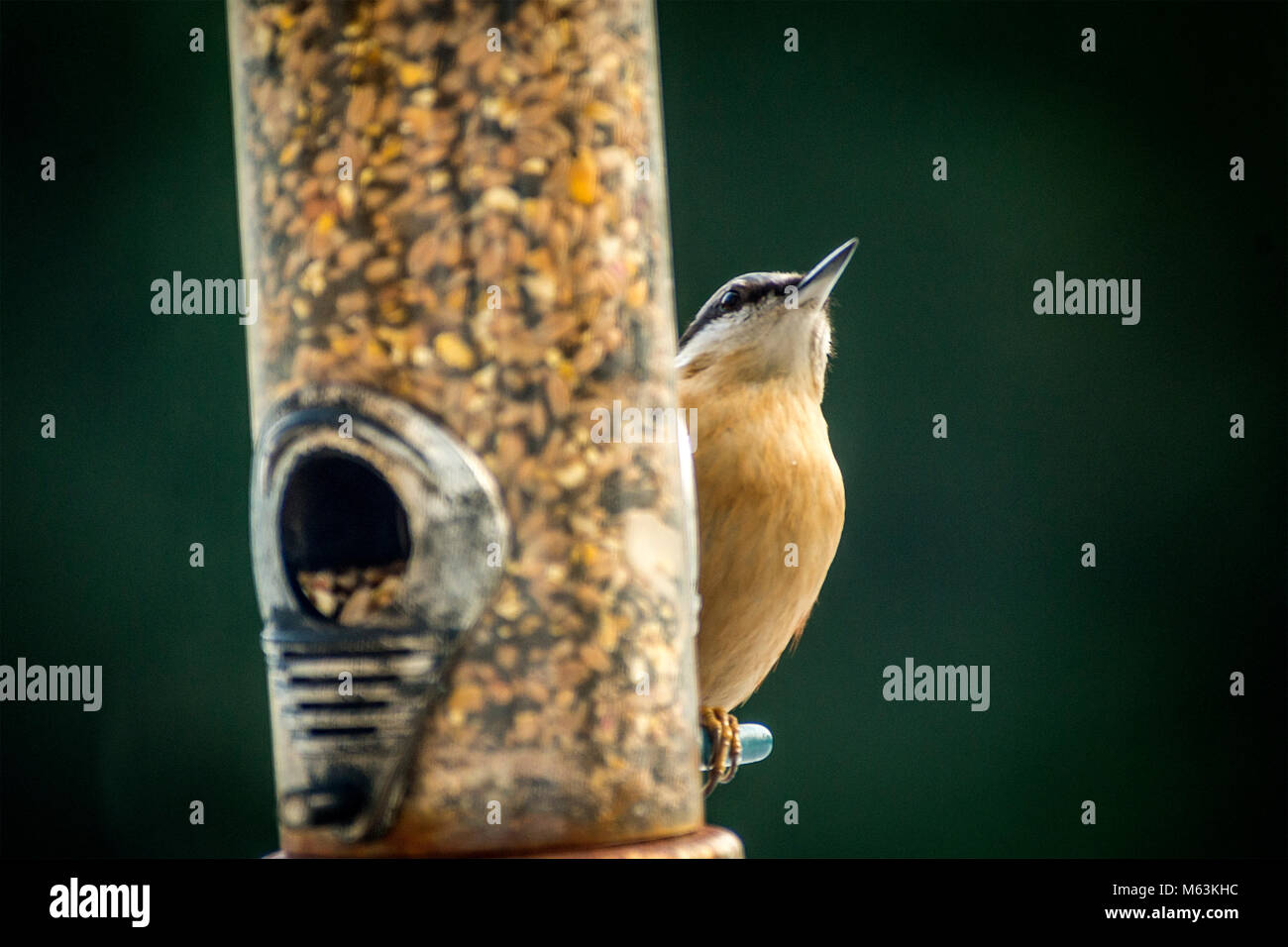 Visits bird feeders hi-res stock photography and images - Alamy