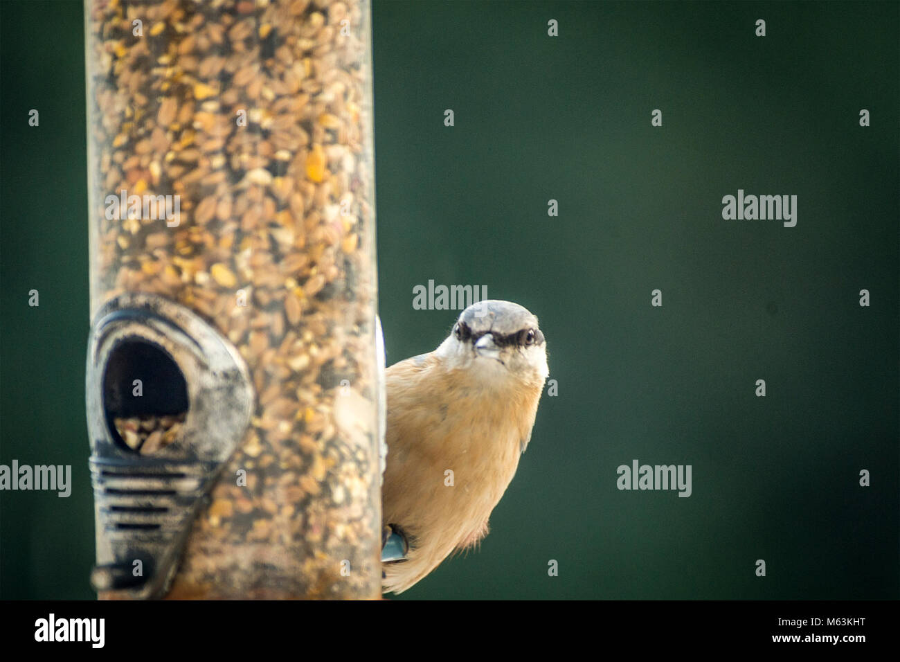 Nut hatchers hi-res stock photography and images - Alamy