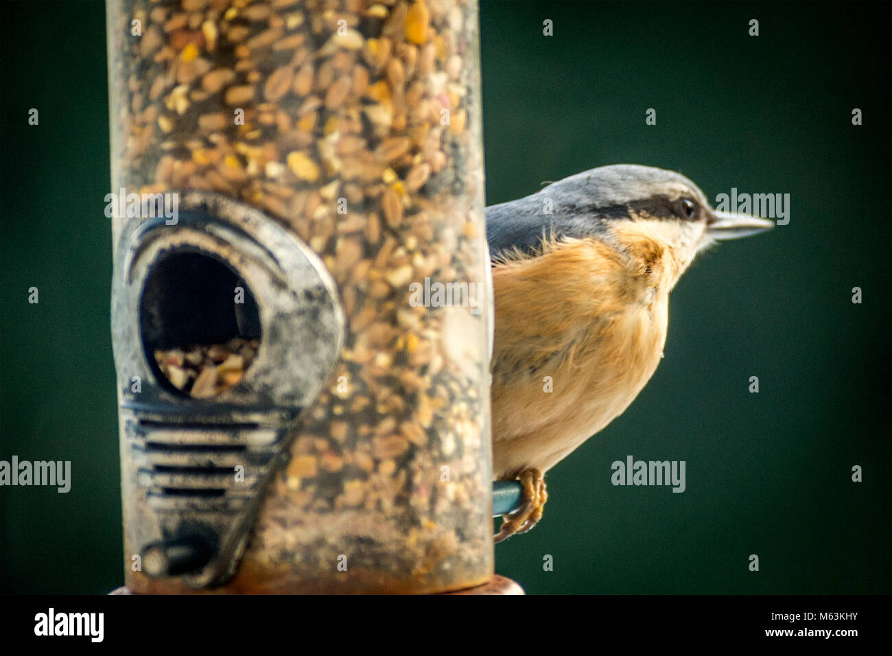 Visits bird feeders hi-res stock photography and images - Alamy