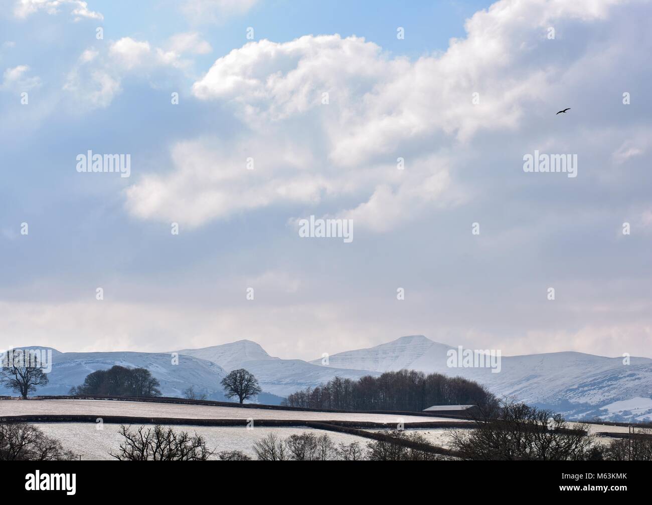 Red kite in snowy hi-res stock photography and images - Alamy