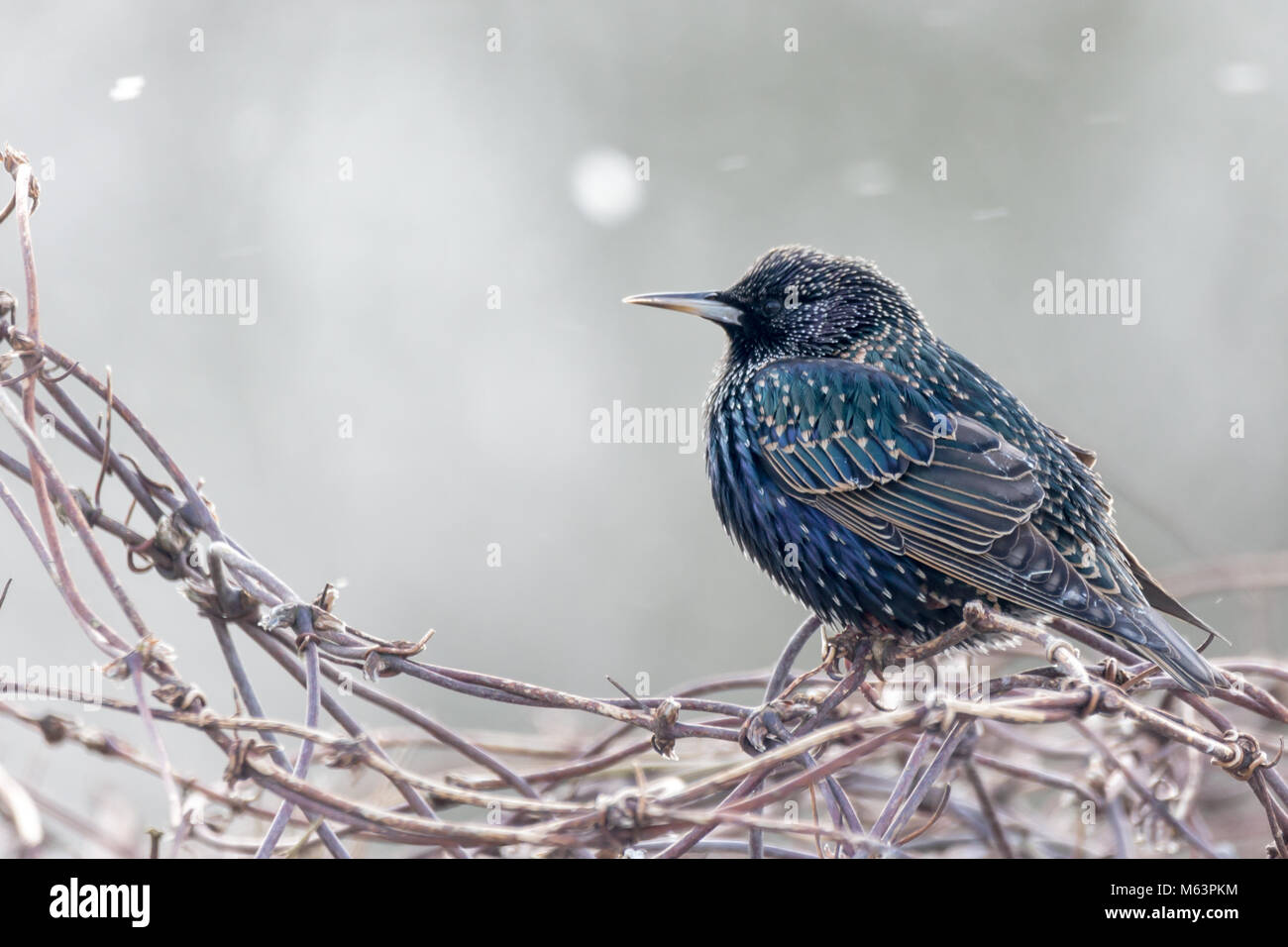 A Starling (Sturnus vulgaris) perches on a branch in the snow as the ...