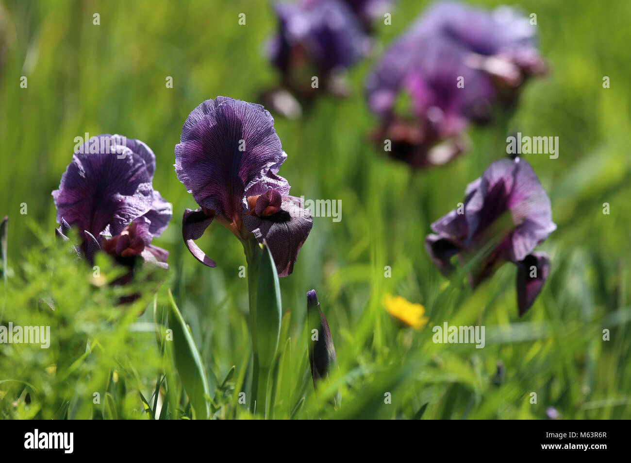 Palestine iris hi-res stock photography and images - Alamy