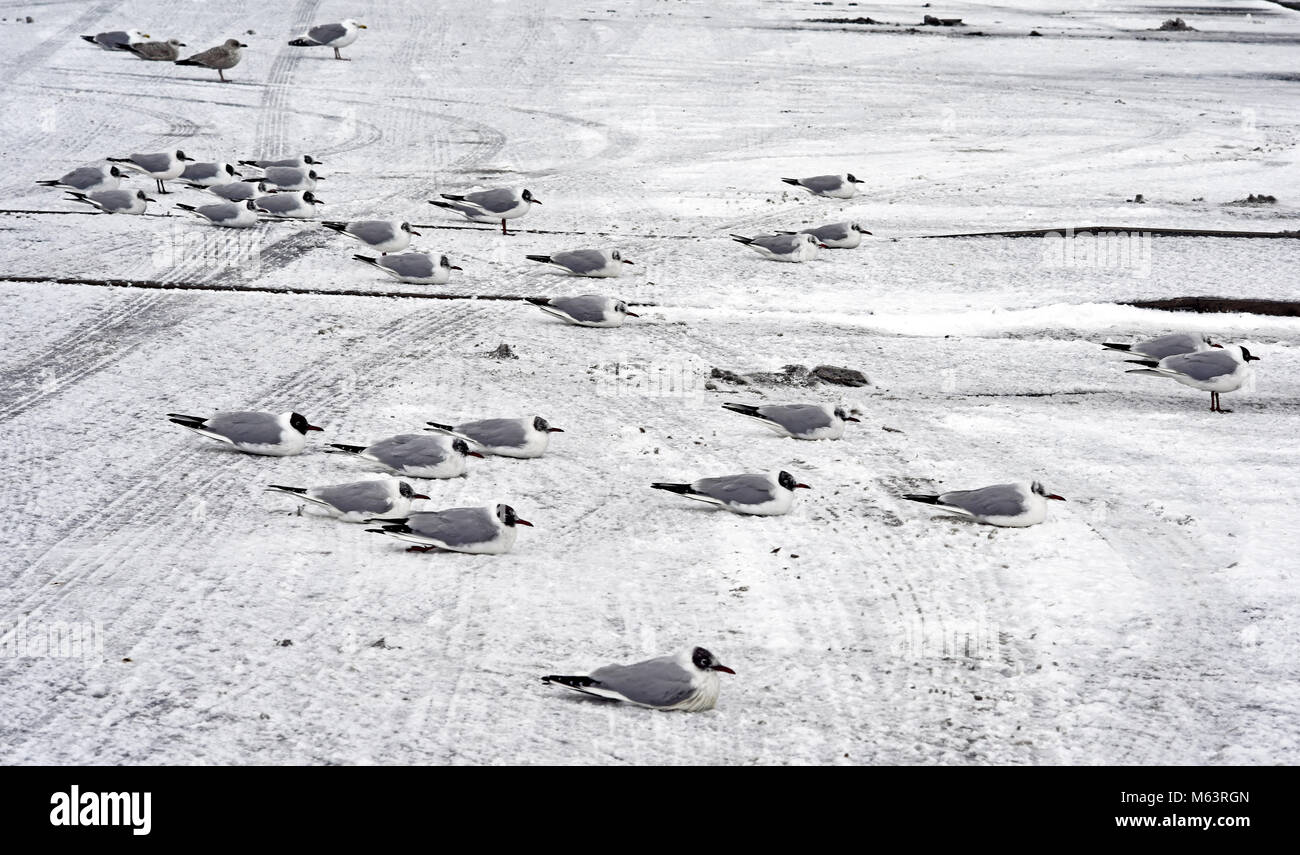 North Shields, UK. 28th February, 2018. Kittiwakes grounded and resting ...