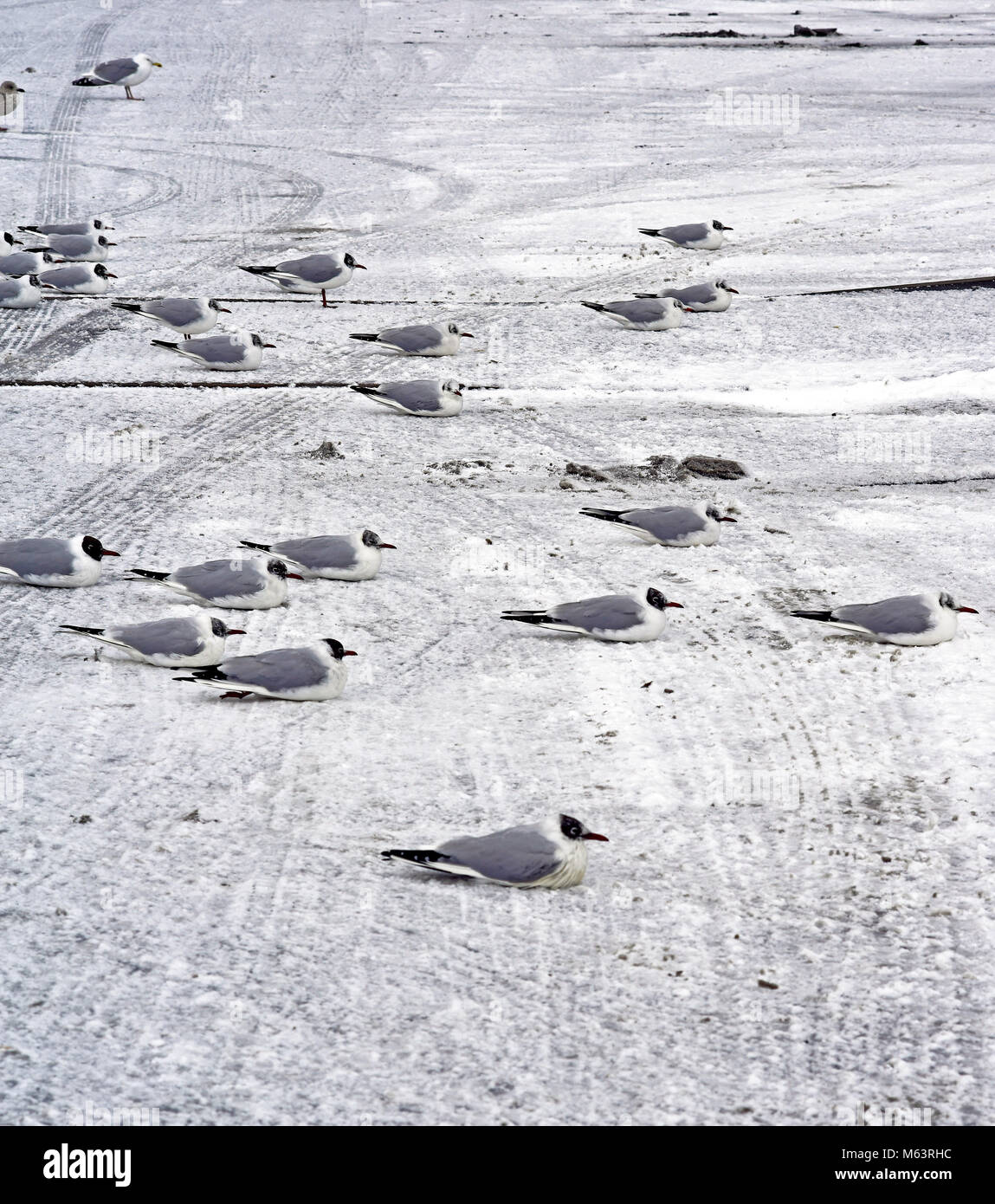 North Shields, UK. 28th February, 2018. Kittiwakes grounded and resting ...