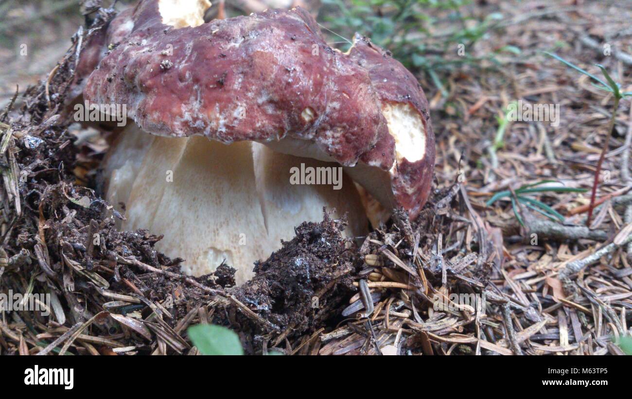 fresh, healthy autumn boletus.-Healthy food Stock Photo - Alamy