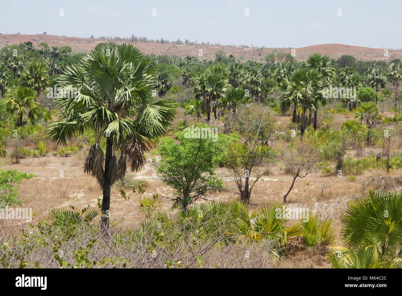 Colorful nature of Madagascar island, fresh countryside of the island ...