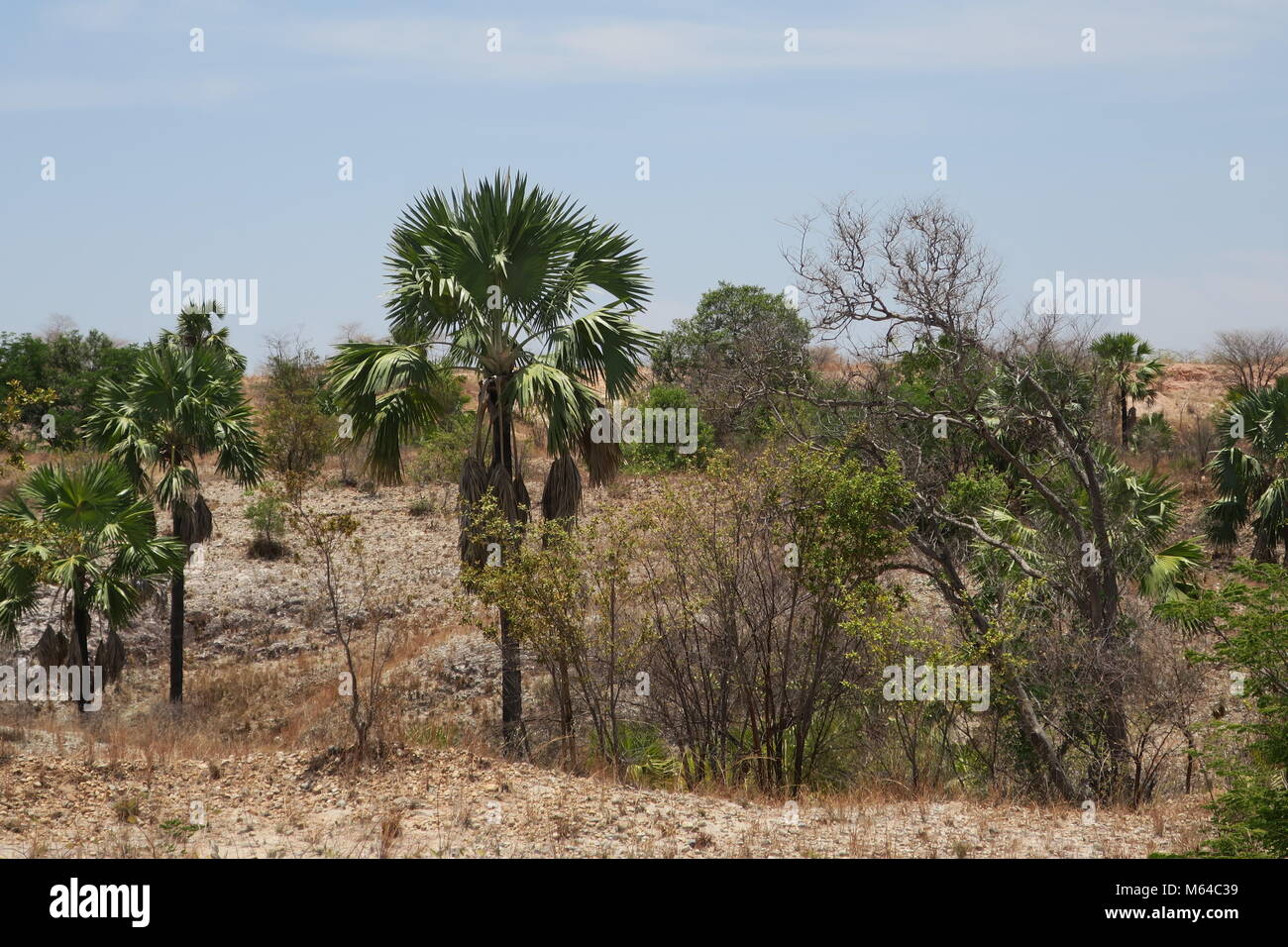 Colorful nature of Madagascar island, fresh countryside of the island ...