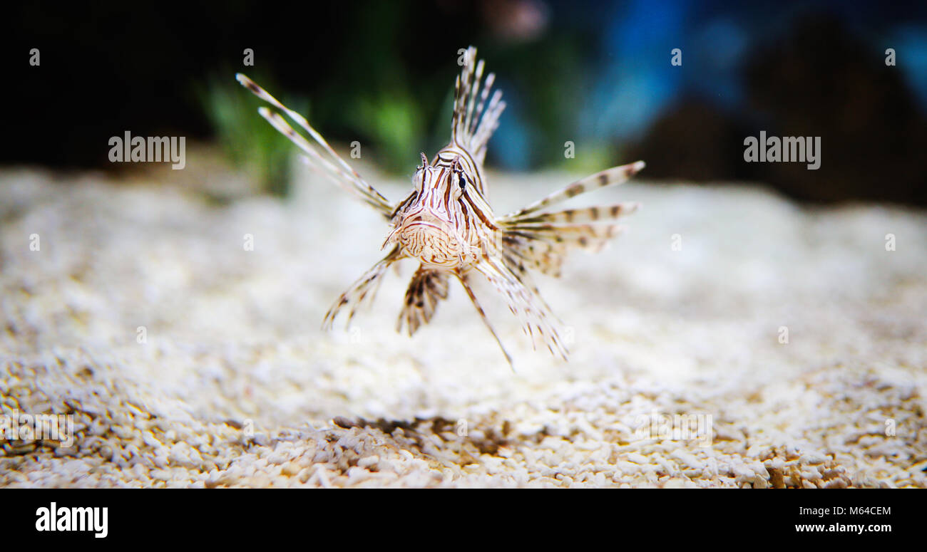 Portrait of beautiful venomous lion fish in aquarium Stock Photo - Alamy