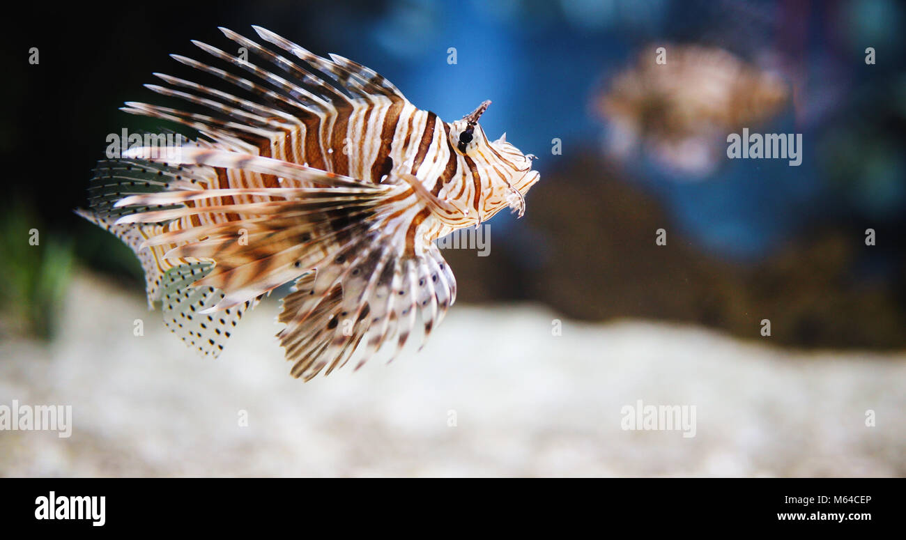 Portrait of beautiful venomous lion fish in aquarium Stock Photo - Alamy
