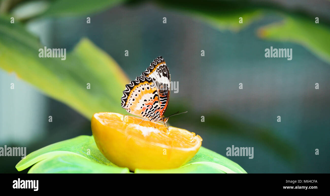 Picture of beautful colorful butterfly on lemon Stock Photo - Alamy