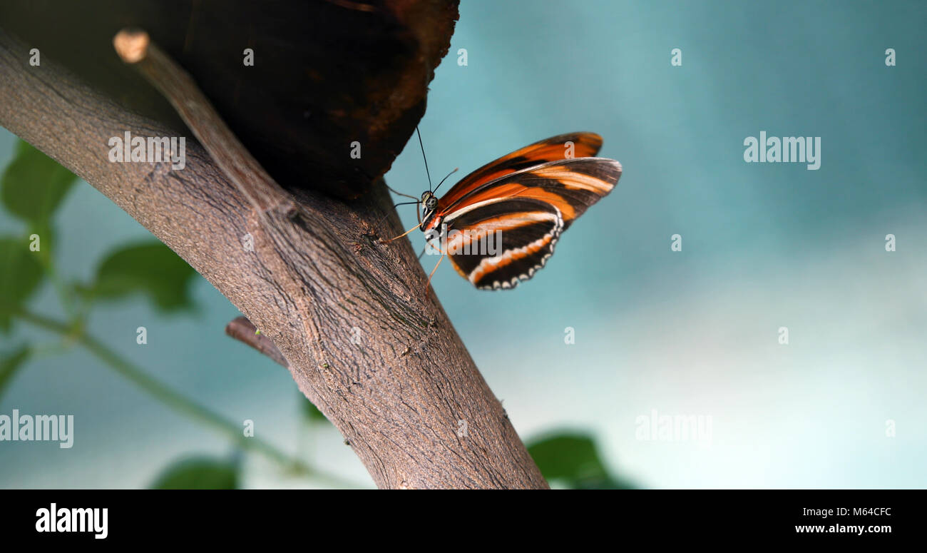 Beautiful black butterfly hi-res stock photography and images - Alamy