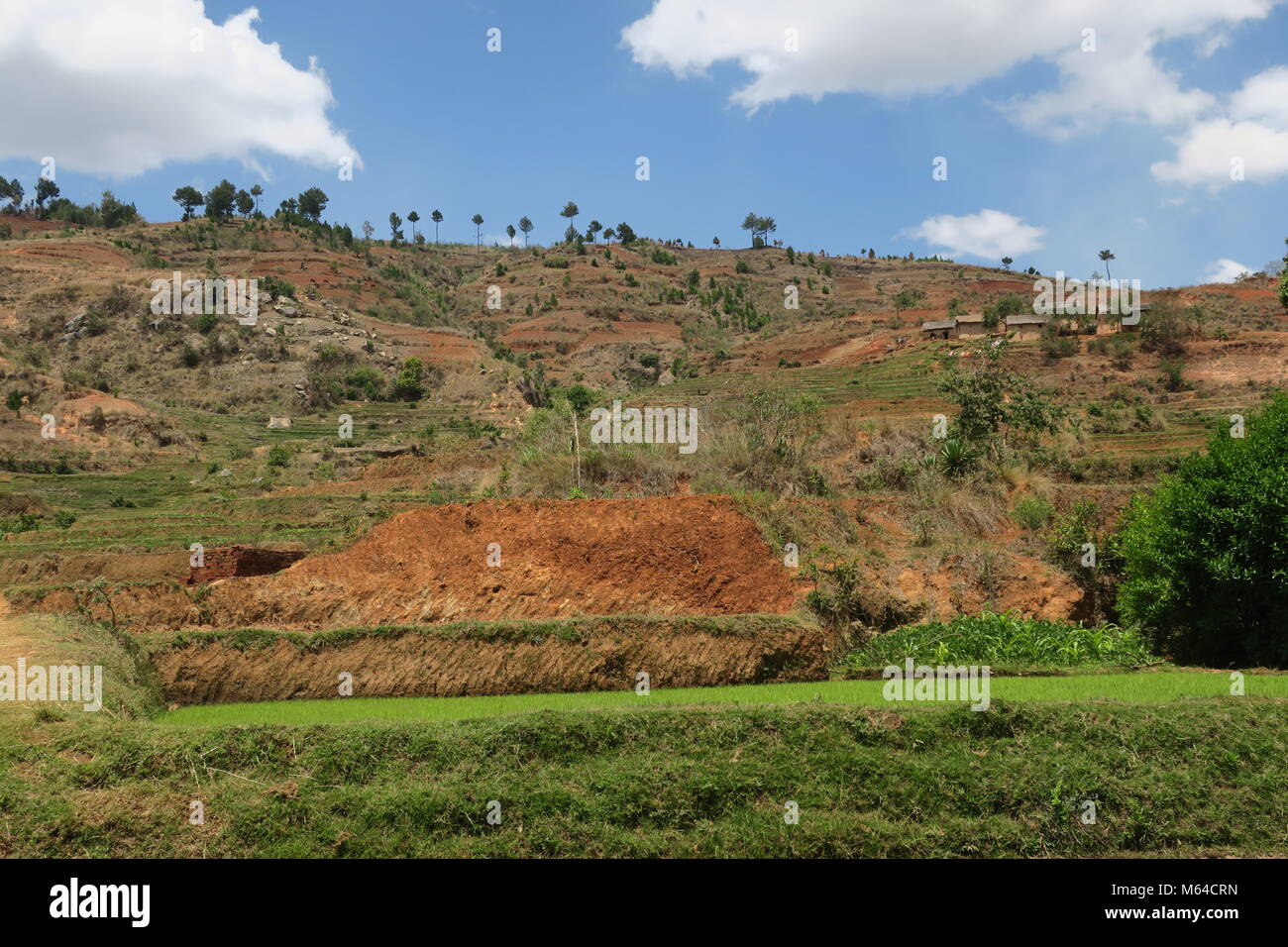 Colorful nature of Madagascar island, fresh countryside of the island ...