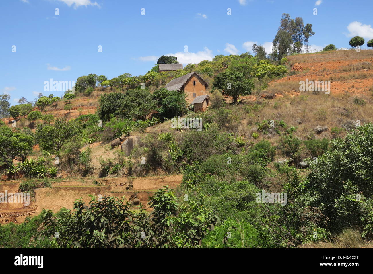 Colorful nature of Madagascar island, fresh countryside of the island ...