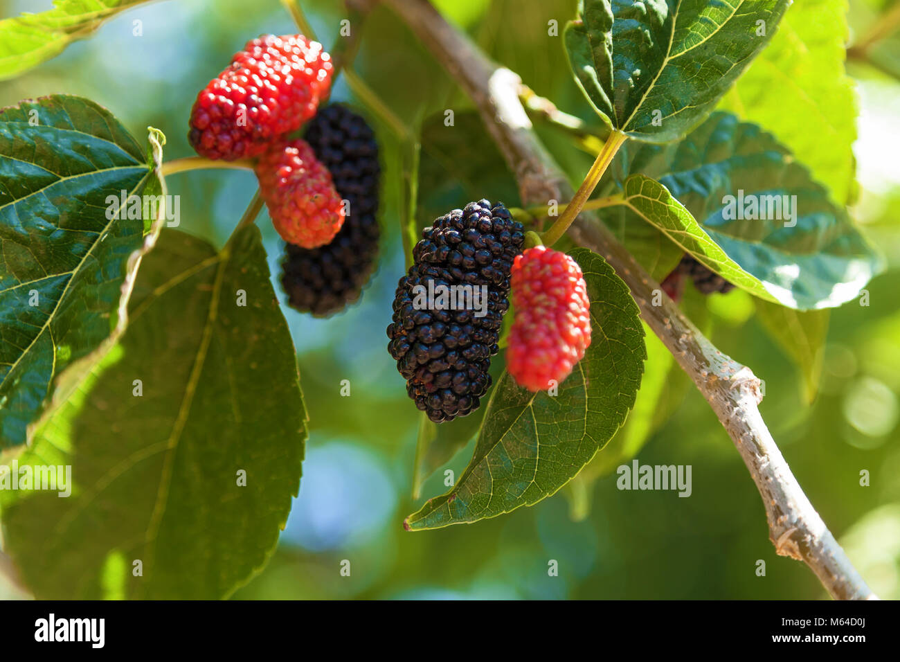 Mulberry fruits on the branch,Turkey, Alanya, vacation, holiday, travel ...