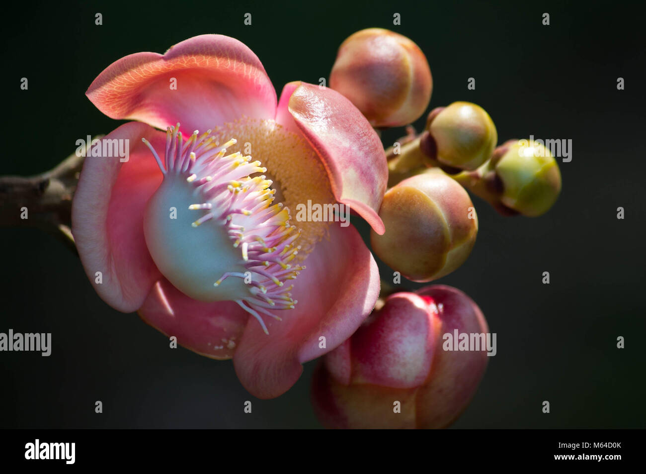 Blooming cannon ball tree, couroupita guianensis flower Stock Photo - Alamy