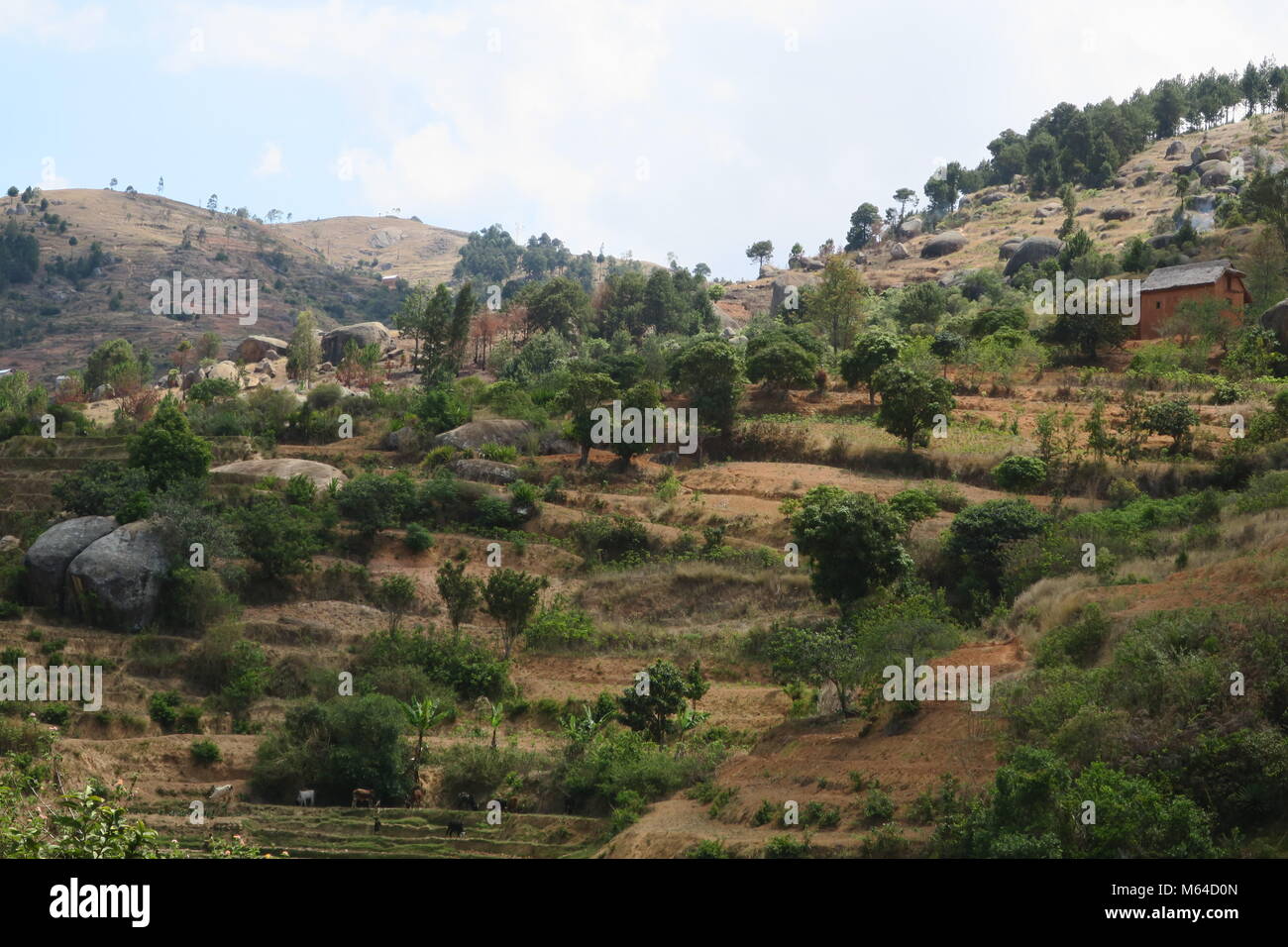 Colorful nature of Madagascar island, fresh countryside of the island ...